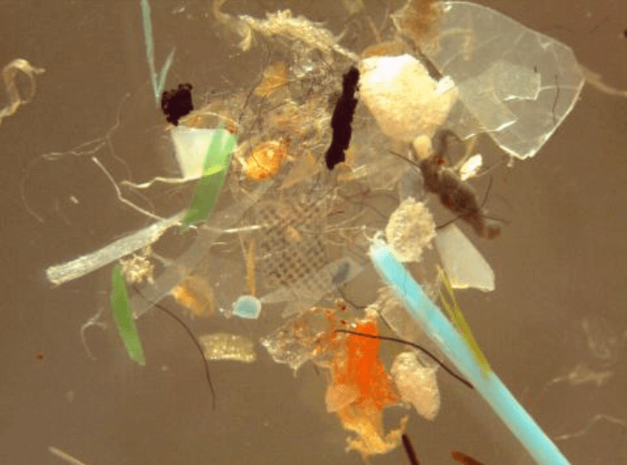 June 2021 – Microplastics are EVERYWHERE, but how will we measure them? - Environmental ...